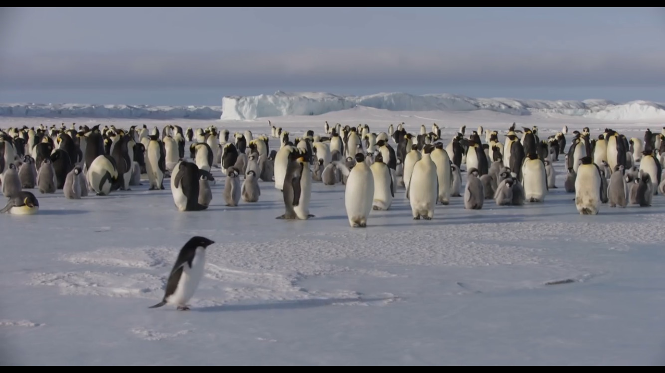 Disneynature Celebrates Earth Day With Trailer Drop For ‘Penguins’